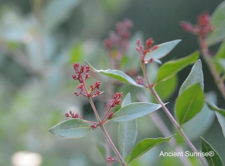 compound henna Archives - Ancient Sunrise
