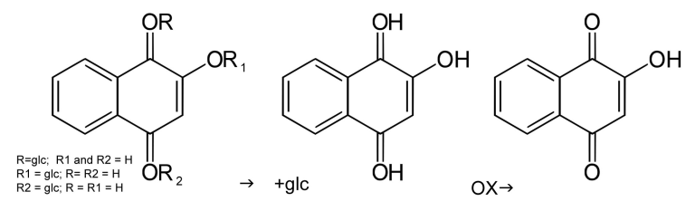 label Archives - Ancient Sunrise