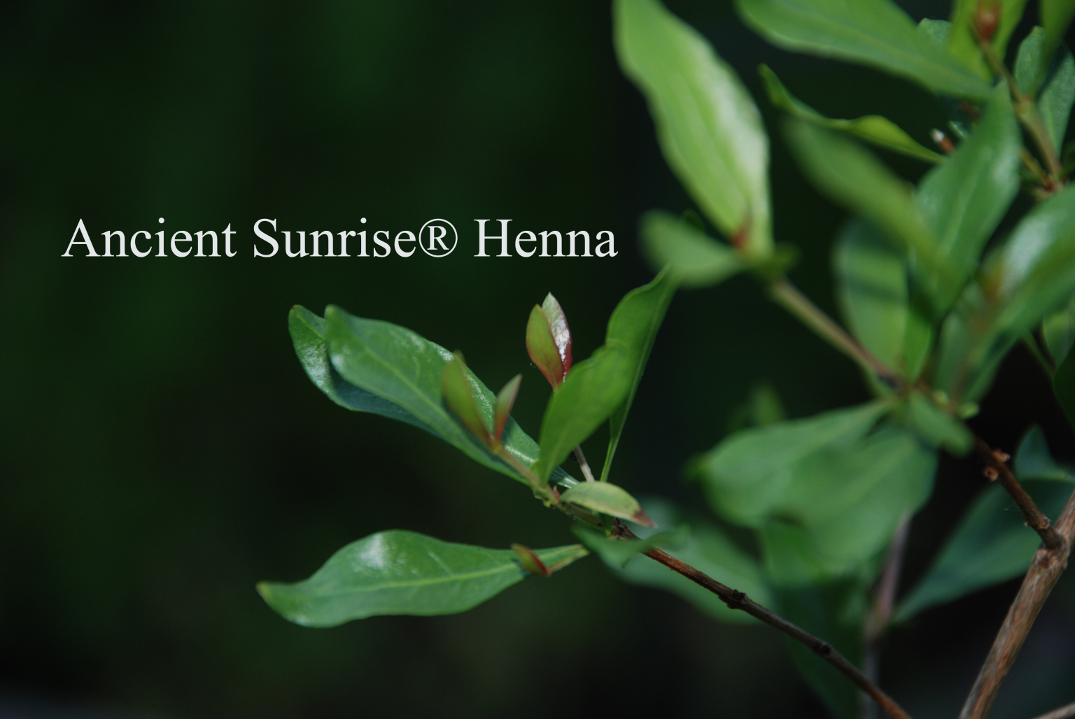 Henna for Hair 101 Archives - Ancient Sunrise